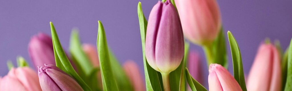 MCSC – Discover Activities, Events and New Friends!